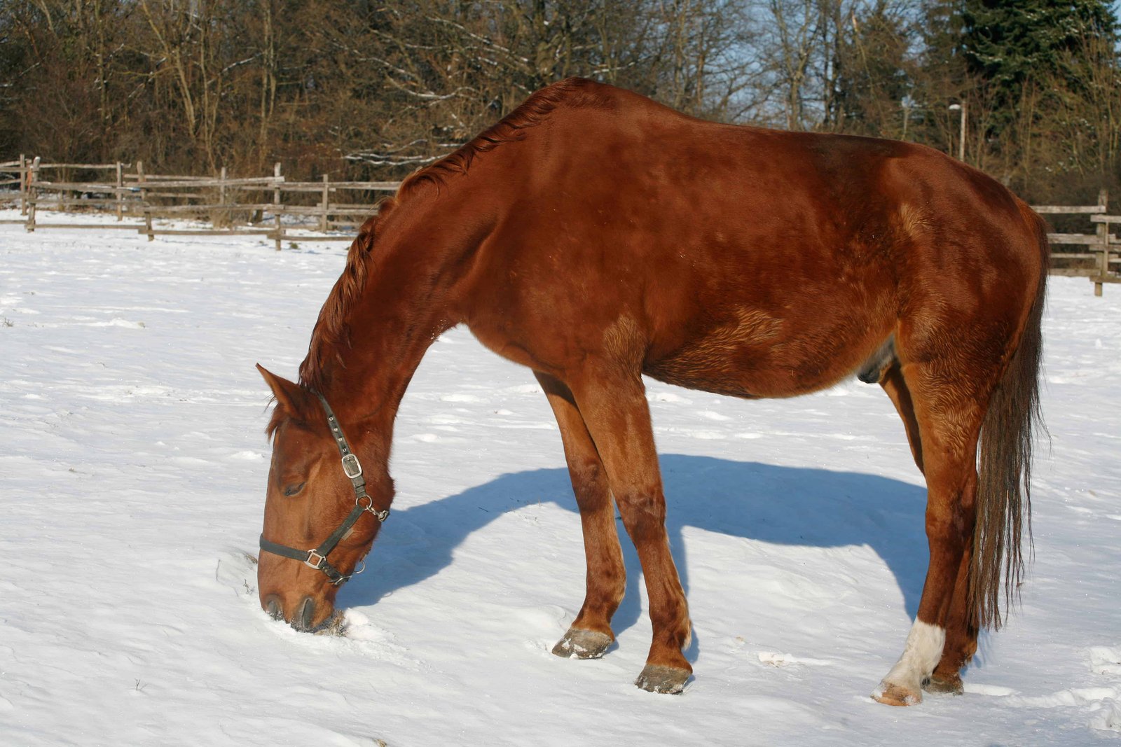 What Does A Blood Bay Horse Look Like? (14 Answers From Horse Owners ...