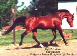 What Does A Blood Bay Horse Look Like? (14 Answers From Horse Owners ...