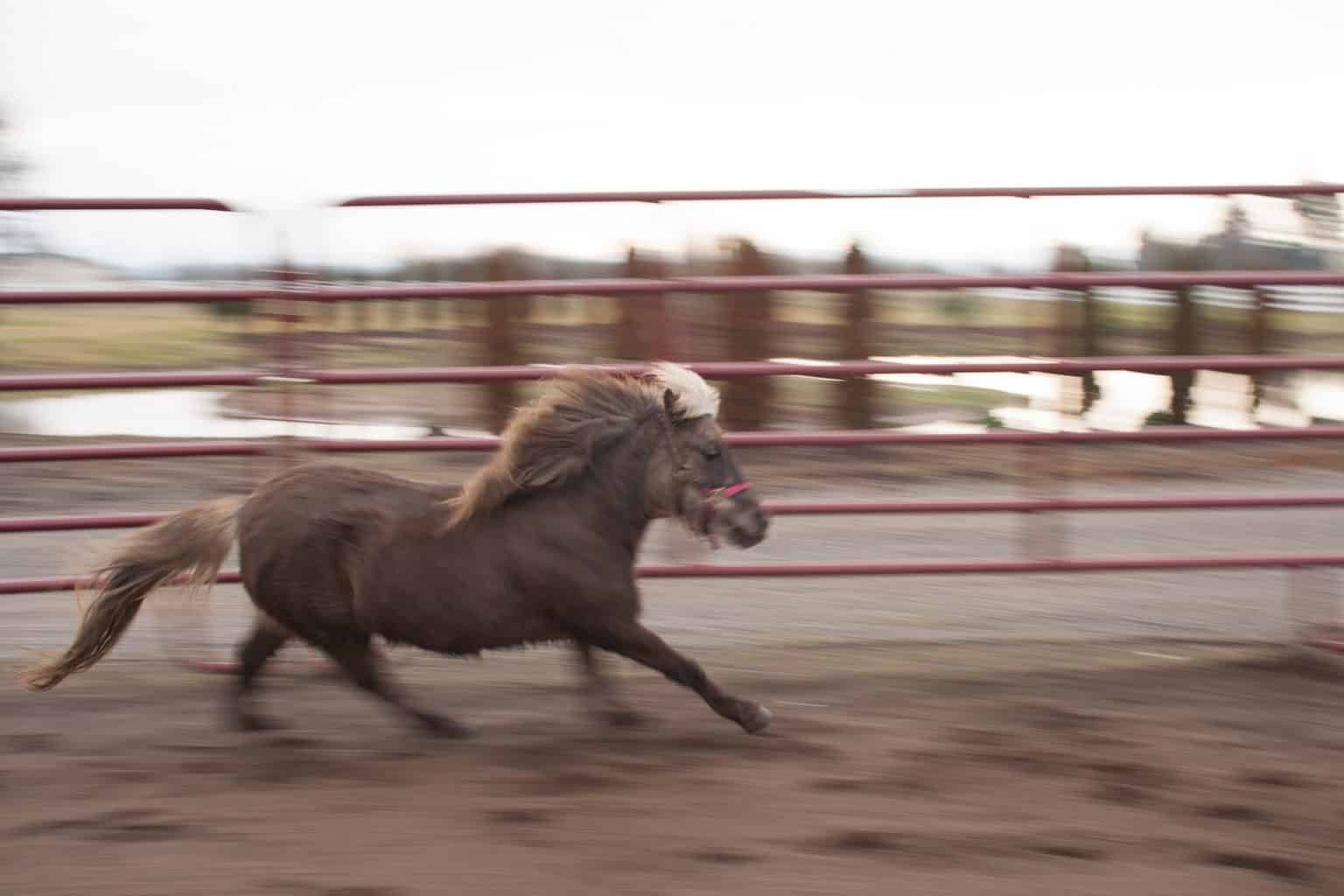 How Much Exercise Does A Miniature Horse Need? (Answers From Owners ...