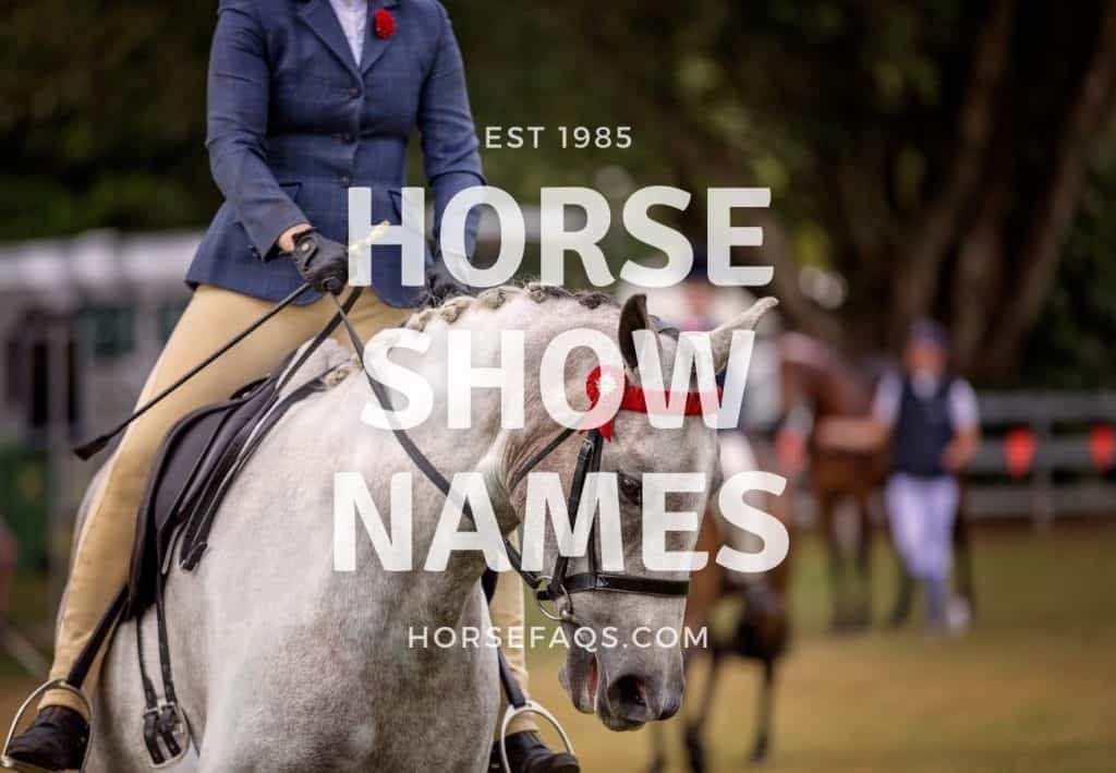 Show Names For Horses Top Show Names And Names A Z Horse FAQ s Show Names For Horses Top Show Names And Names A Z Horse FAQ s