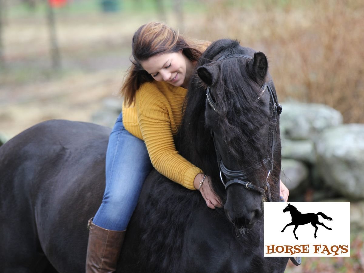 Friesian Horse Breed Guide: Color, Facts, And Temperament – Horse FAQ’s