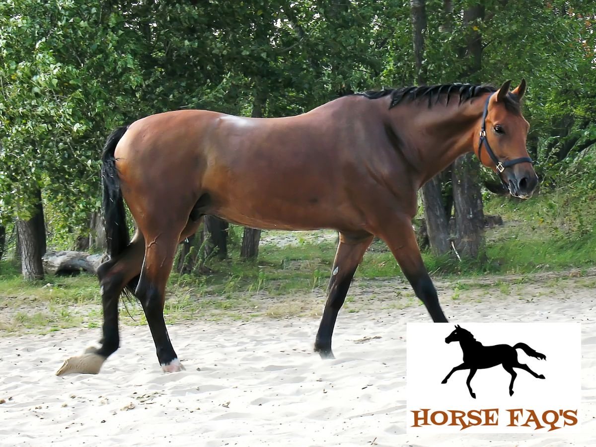 What Is A Bay Horse? (Bay Horse Guide) – Color, Genetics, & Breeds ...