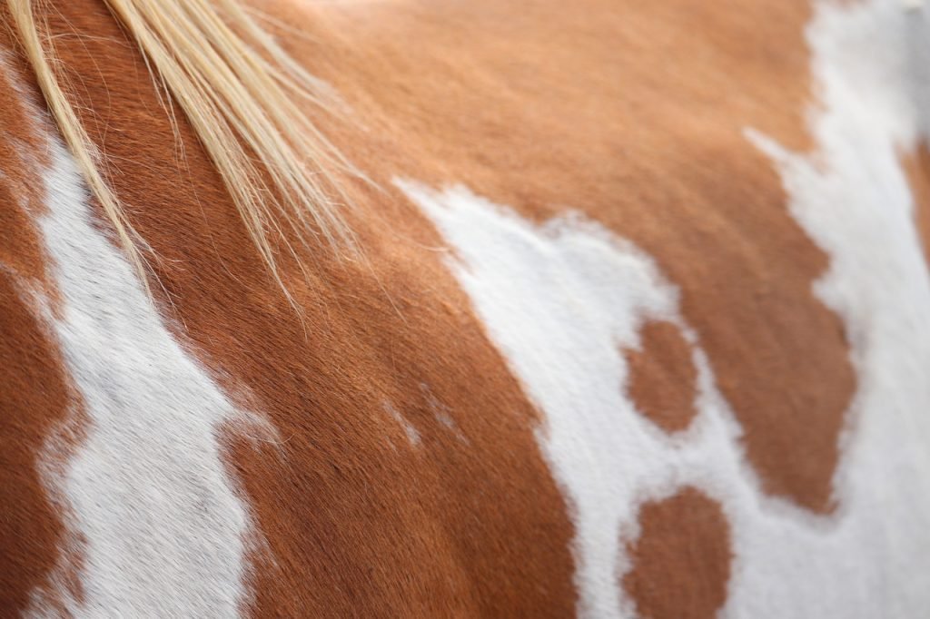 29 Horse Coat Colors: A Beginner’s Guide! – Horse FAQ’s