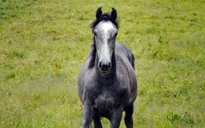 Discovering The Mysteries Of Roan Horses: Colors, Genetics, And Breeds ...